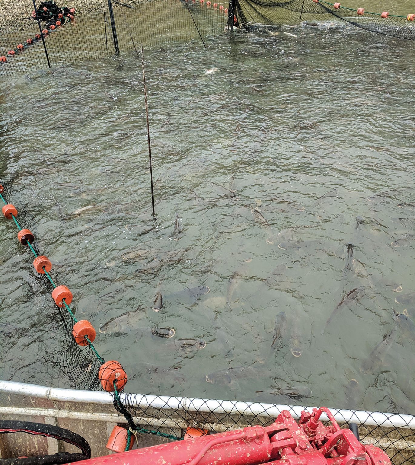 Asian Carp Fishing Method Being Tested In Kentucky - The Waterways Journal